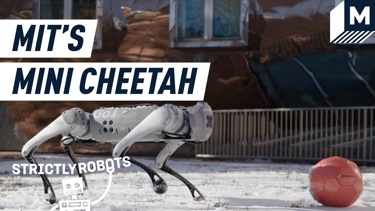 What Does the Future Hold for MIT’s Mini Cheetah Robot? | Mashable
