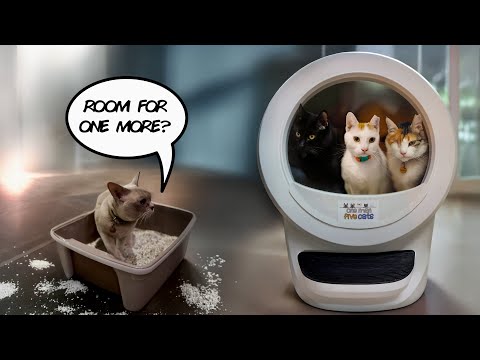 How To Get Your Cats To Use a Self-Cleaning Litter Box!