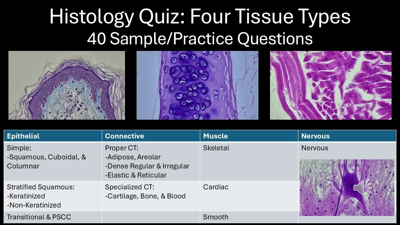 40 Practice Questions: Histology Four Tissue Types Quiz