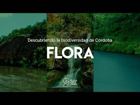 DESCUBRIENDO LA BIODIVERSIDAD DE CÓRDOBA: Flora