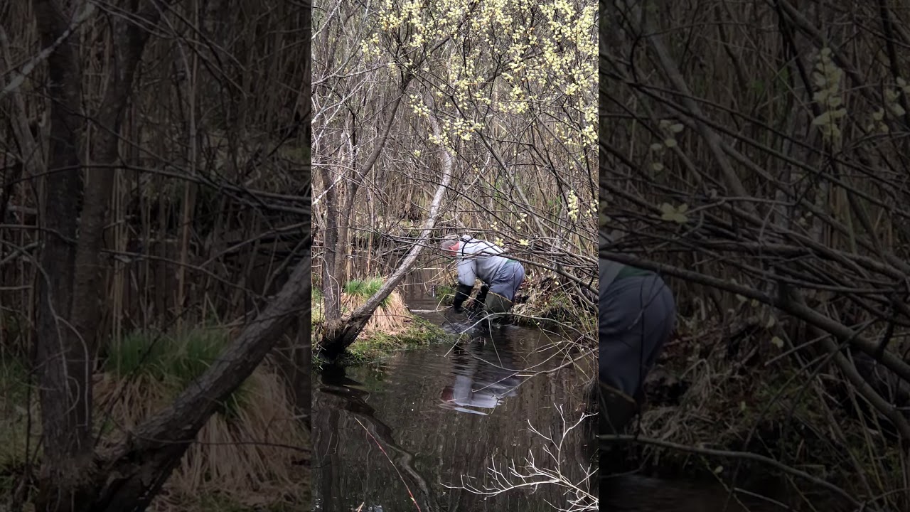 Basic Beaver Set Using the Comstock Swim through Beaver Cage