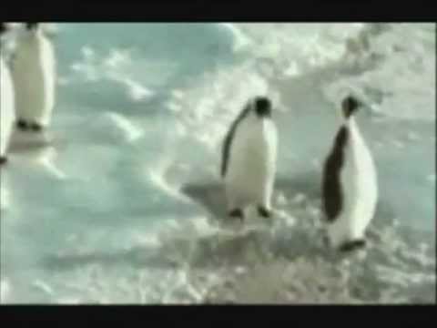 Steam Community :: Video :: David The Penguin NOoo