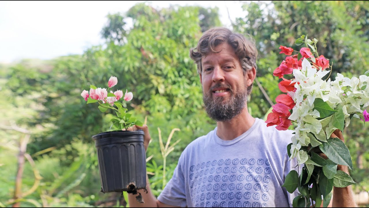 Propagating Bougainvillea The Easy Way