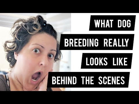 Breeding 101 Reality Check and How I Almost Killed Myself and the Pups