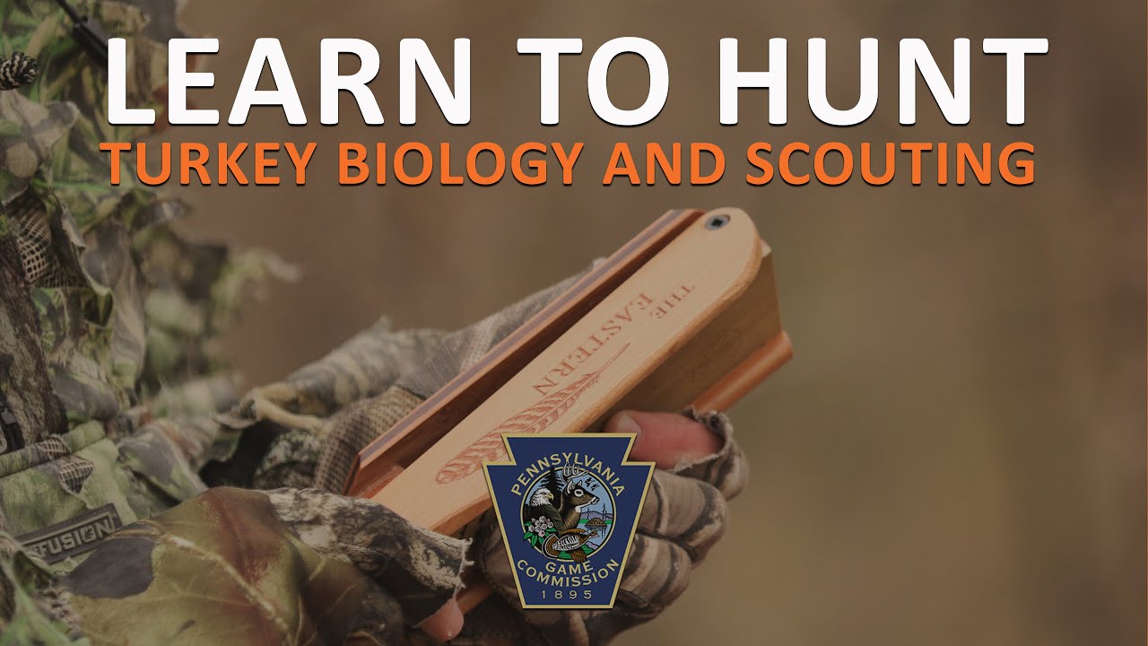 Learn to Hunt: Turkey Biology and Scouting