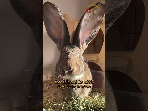Fascinating Facts About Rabbits You Probably Didn’t Know! #facts