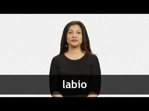 English Translation of “LABIO” | Collins Spanish-English Dictionary