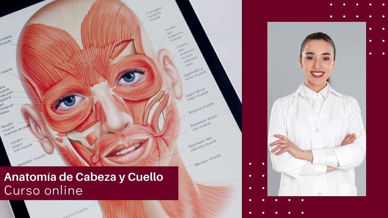 Anatomía de Cabeza y Cuello