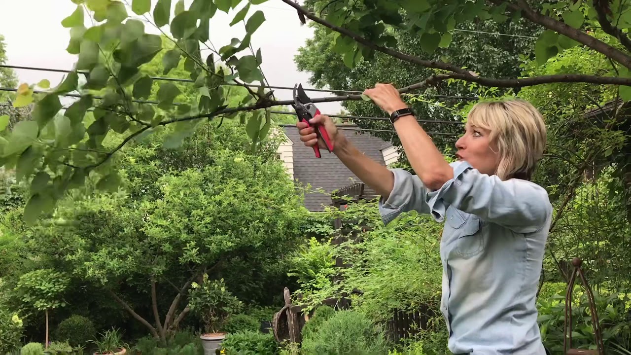 Redbud Tree Pruning