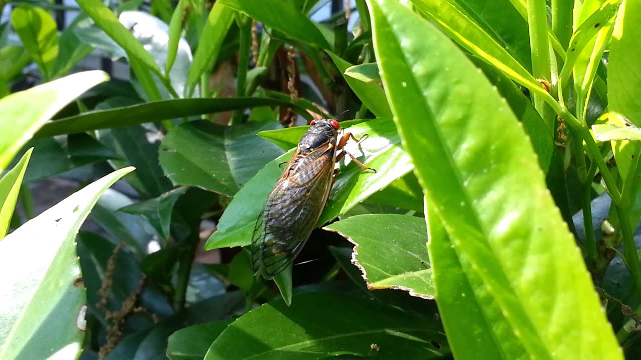 The Brood II Emergence Has Begun - Cicada Mania