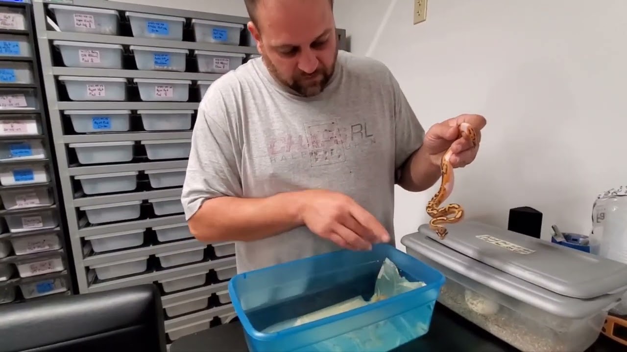 Ball Python Clutch #4 Update and Cutting Clutch #5