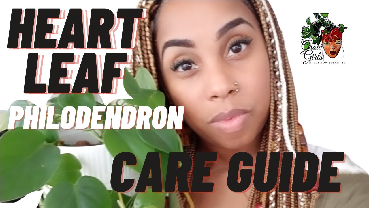 Heart Leaf Philodendron Care Guide For Beginners- Easy Houseplants Tips