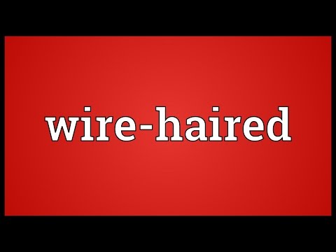 Wire-haired Meaning