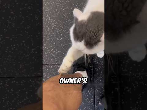 Right way to cut a cat's nails! #facts #animals #wildlife
