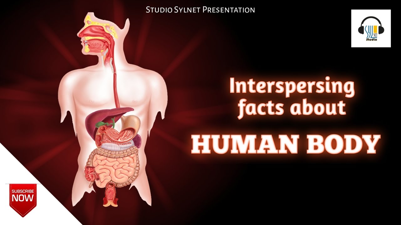 Interesting facts about Human Body! Studio Sylnet Presentation. #viral #trending