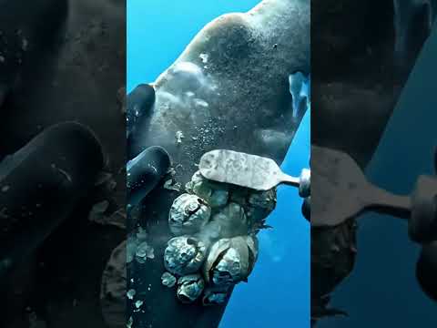 Divers remove barnacles from humpback #humpbackwhale #love #fashion #swag #shorts #ai