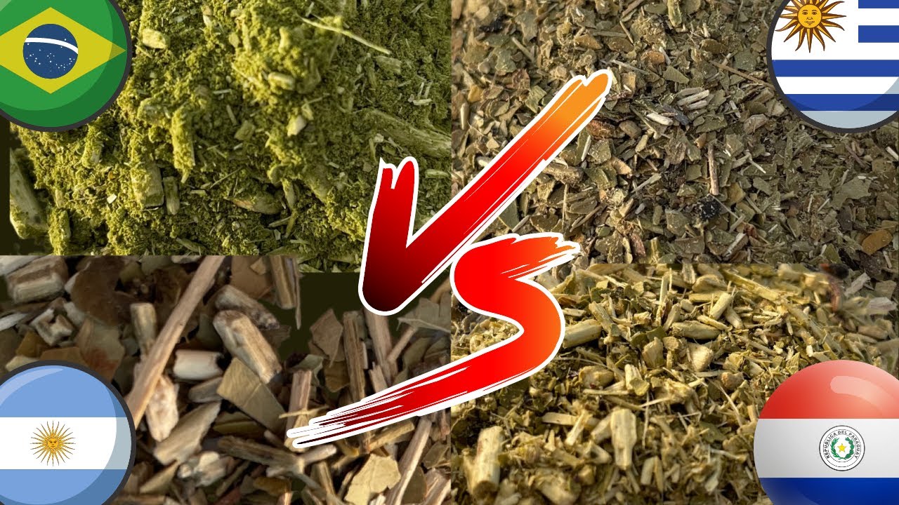 Quais as Diferenças Entre os Tipos de Erva-mate? [Explicação Completa]