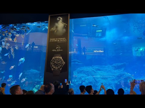 Dubai mall aquarium wow π€© itβs amazing #dubai #dubaimall #aquarium #shorts #travelvlog #explore