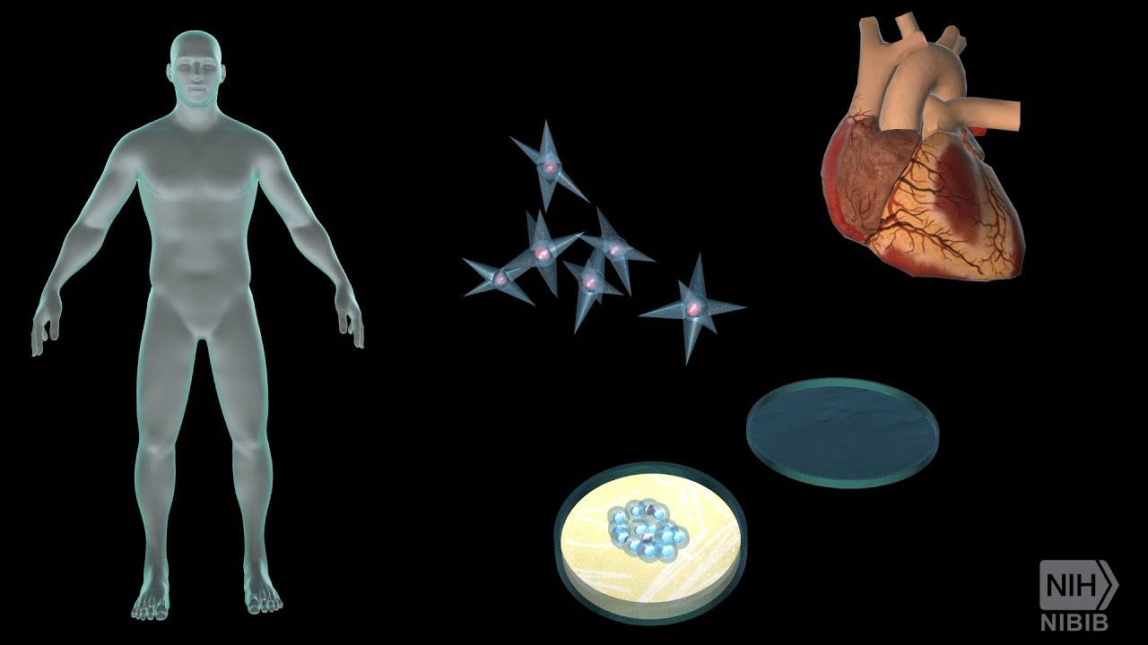 What is Tissue Engineering?