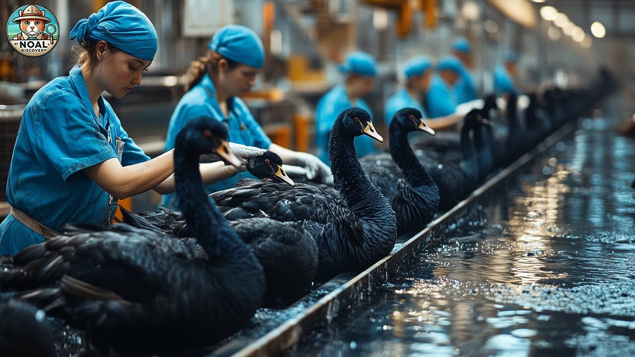 Black Swan Farm - How the Chinese Raise Black Swans for Sale