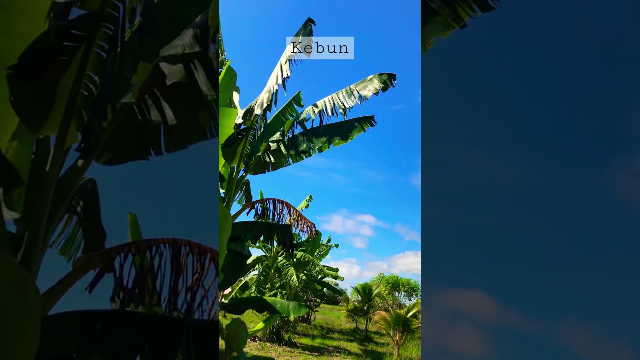 Pokok Pisang | #pokokpisang #shorts #eshalgarden