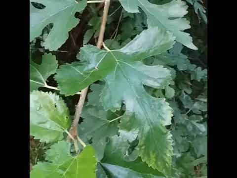 To ID plants, learn and use a dichotomous key