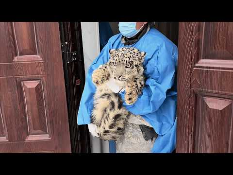 Snow Leopard "Ling Xiaozhe": 112-Day Recovery Story, Name Origin & Rescue Organization Introduction