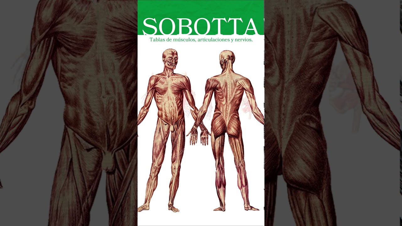 Sobotta. Tablas de músculos, articulaciones y nervios