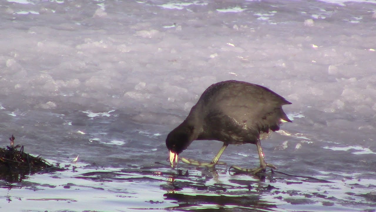 Birds Of Newfoundland-American Coot-Fulica americana