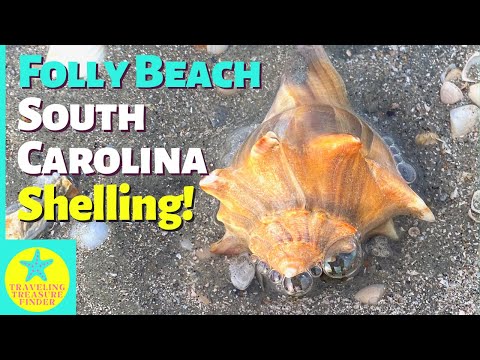 South Carolina's Folly Beach shelling! | So many live shells!