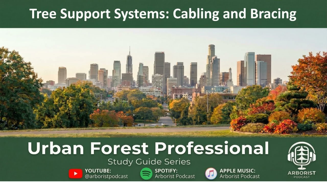 Tree Cabling and Bracing: Structural Support Systems Explained (Ep.36)#CablingAndBracing #Arborist