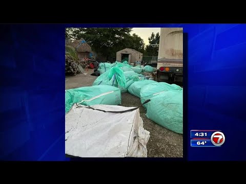 Police discover stashes of marijuana after finding 2 stolen horses at SW Miami-Dade property