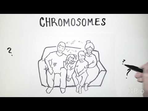 What are Chromosomes?