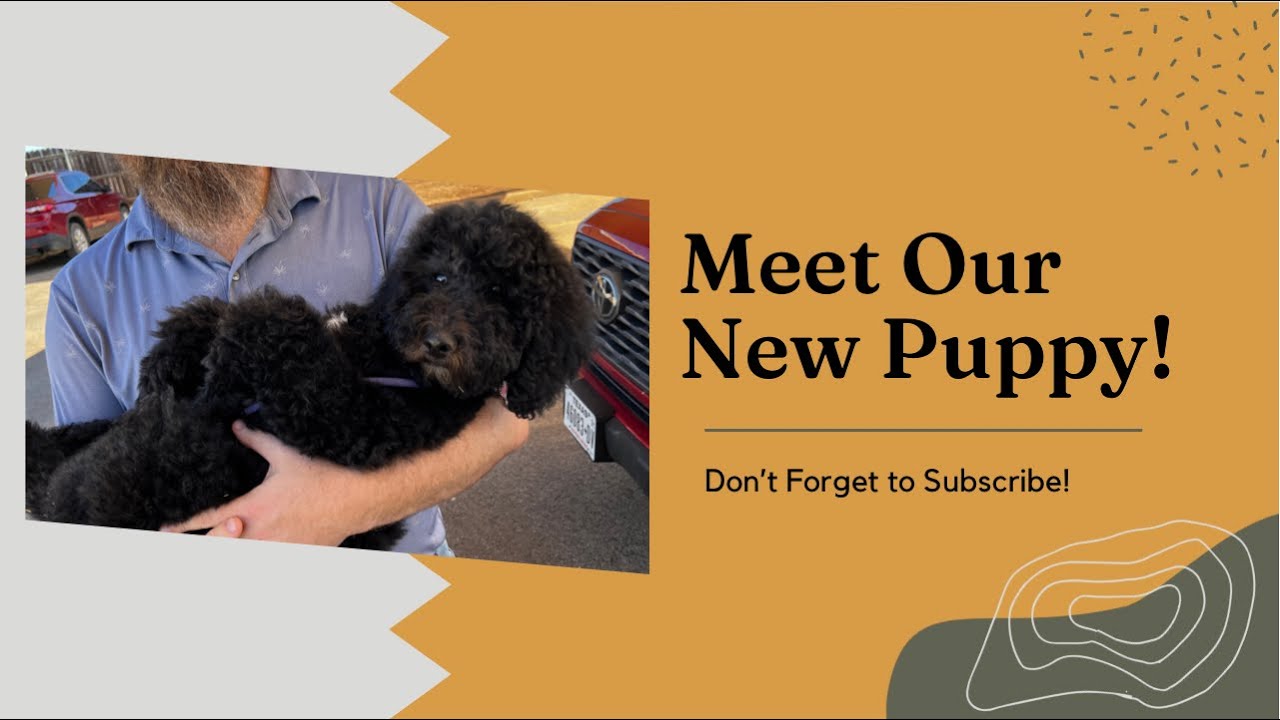 SURPRISE! | New Addition to the Family! | Meet Our Goldendoodle Puppy!