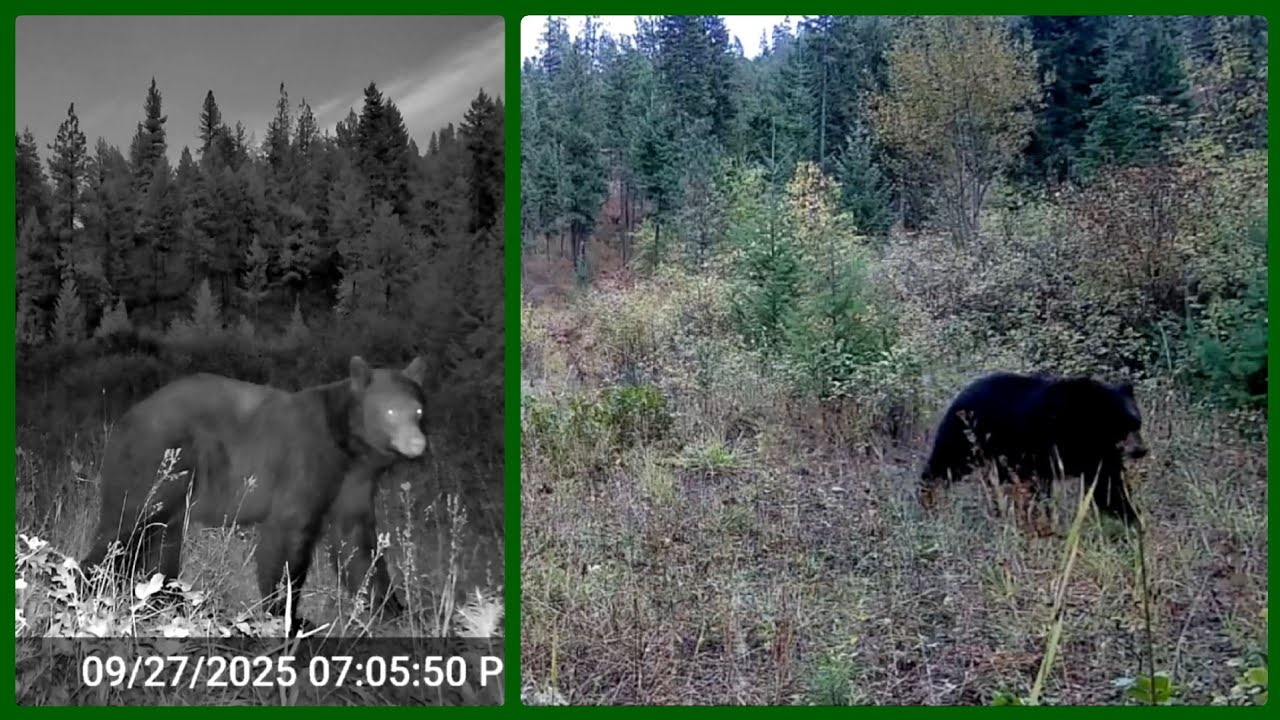 Trail Cam Video of a Big Black Bear on Our Land Is It the Same Bear?