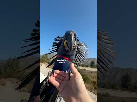 Hyacinth Macaw Takes On little visible Bird chasing him!