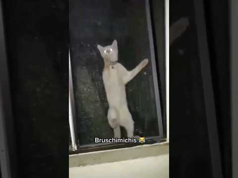 spider Michi #bruchimichi#memes #humor #gatos@pablobruschi los derechos del video.