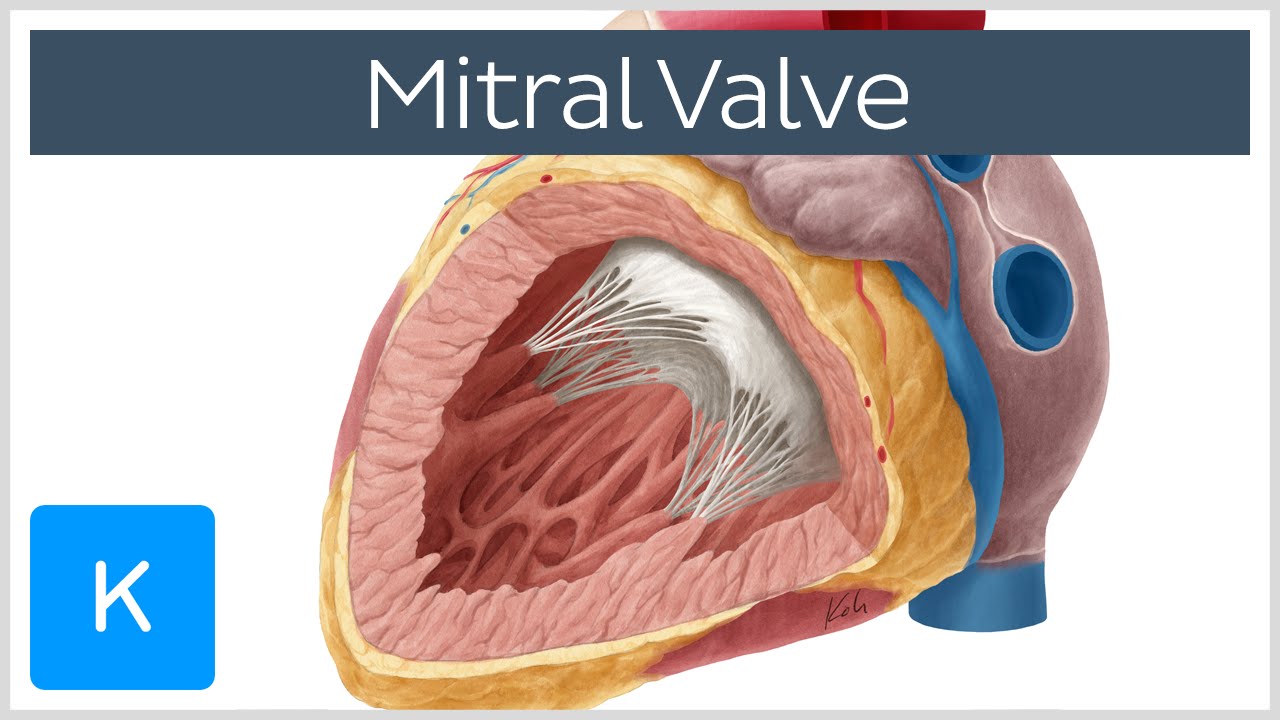 Mitral Valve - Anatomy, Function & Area - Human Anatomy | Kenhub