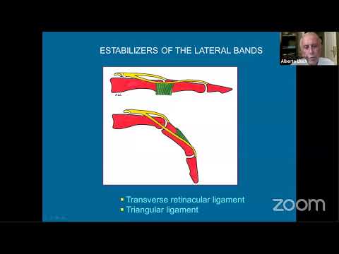Extensor Apparatus of the fingers. Anatomy and function.