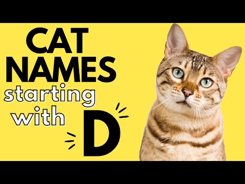 150+ Cat Names Starting With "D" | Boy and Girl Cat Names | D Cat Names