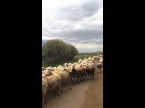 Flock of Goats