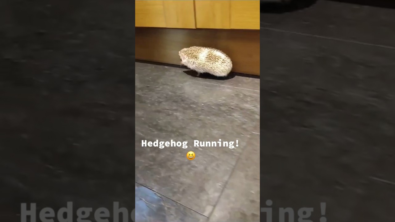 Cute hedgehog Running😆! #cuteanimals #like #subscribe #pets #hedgehog