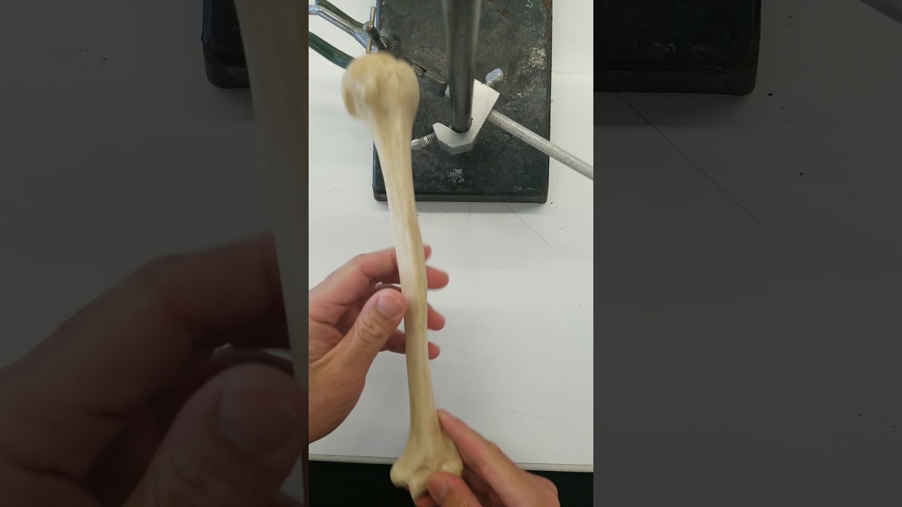 Humerus siding