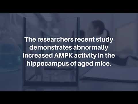 Isoform-Specific Effects of Neuronal Repression of AMPK Catalytic Subunit | Aging-US