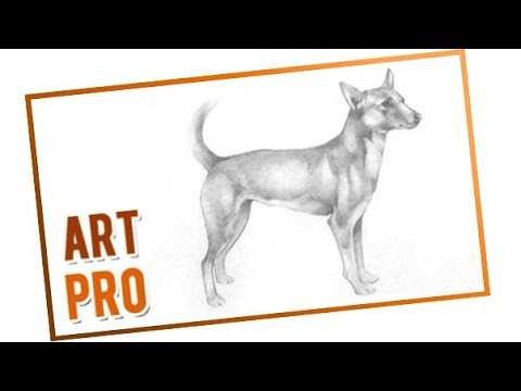 How to draw a Realistic DOG 🐕 [step by step]