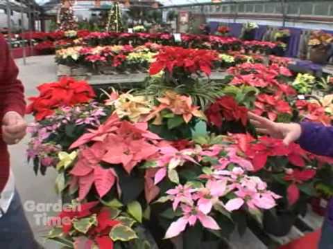 Al's Poinsettias