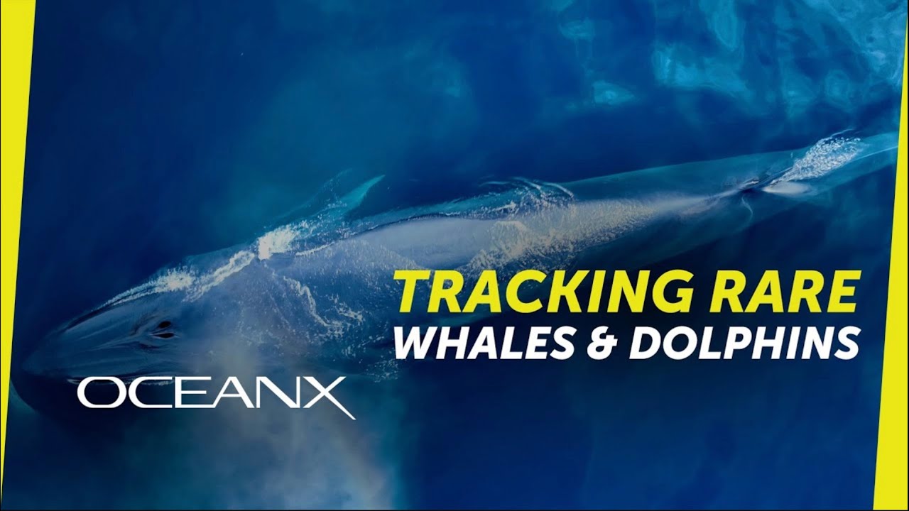 Gigablue: 20 milioni di dollari per la rim... | Gaya One