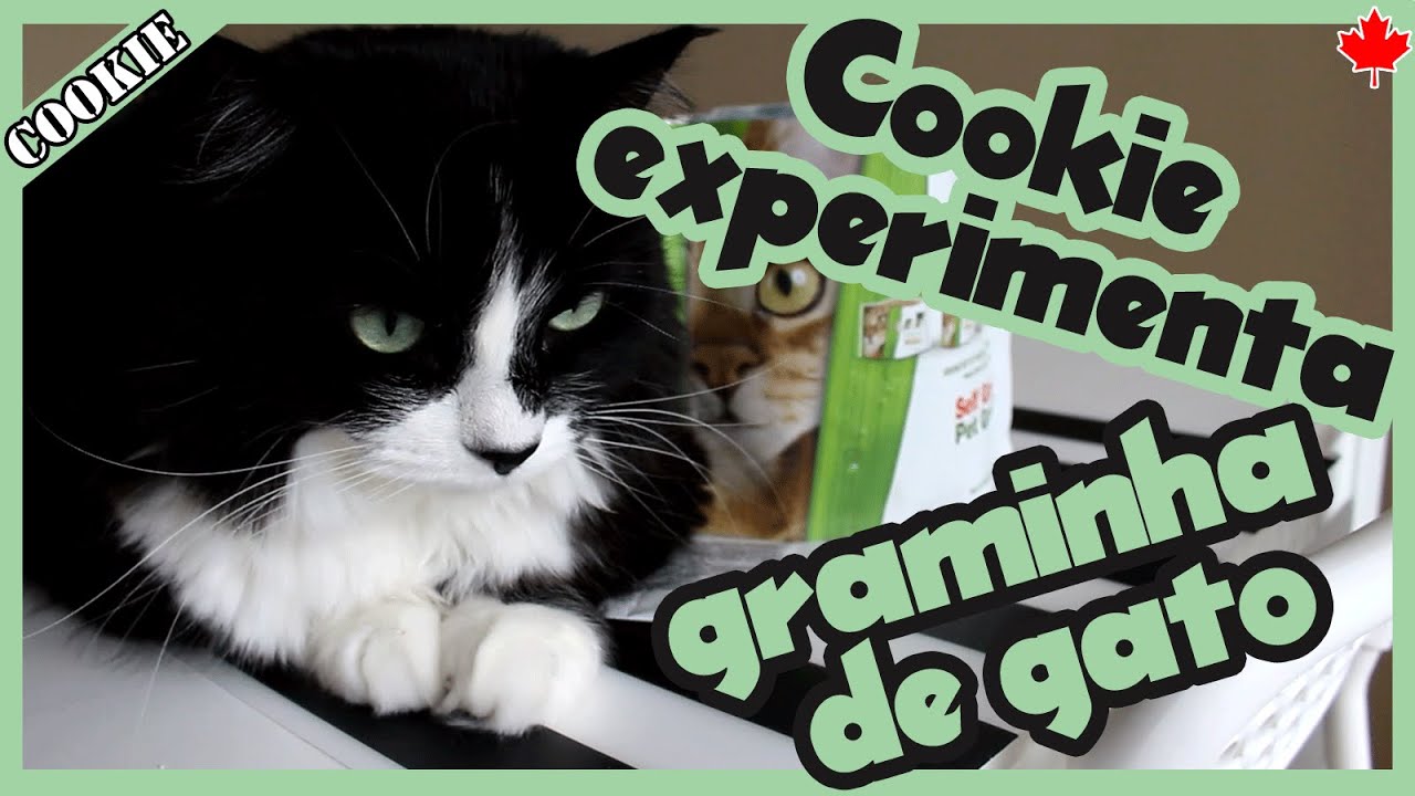 Cookie experimenta: GRAMA de GATO