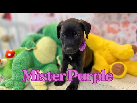 Dog for adoption - Mister Purple Color, a Black Labrador Retriever ...