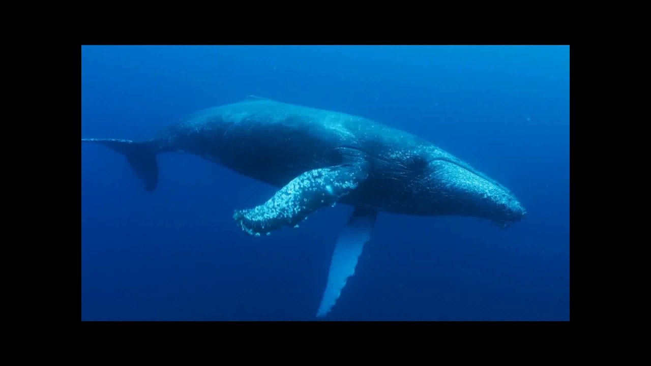 Whale Song - Room 8 Styles - Halcombe School - September 2019